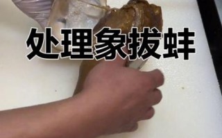 象拔蚌生吃怎么处理_象拔蚌刺身安全吗