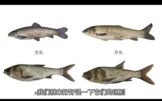 鰤鱼是什么鱼_鰤鱼和三文鱼区别