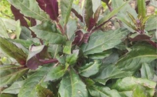 红凤菜图片的功效与作用_红凤菜怎么吃最好