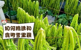 雪里蕻的功效与禁忌_哪些人不能吃