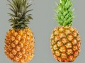 菠萝和凤梨的区别_为什么价格差那么多