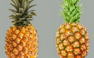 菠萝和凤梨的区别_为什么价格差那么多