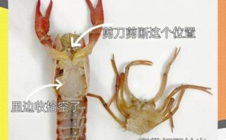小龙虾怎么洗干净_小龙虾清洗步骤
