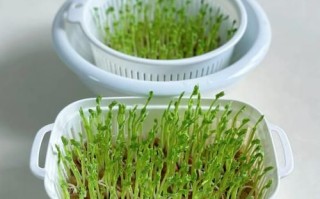 豌豆苗图片大全大图_豌豆苗怎么种才嫩绿