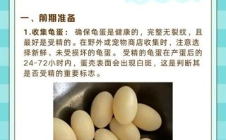 乌龟蛋长什么样_乌龟蛋孵化多久