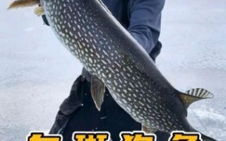 白斑狗鱼怎么做好吃_白斑狗鱼家常做法