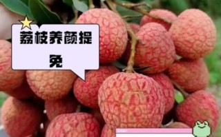 荔枝壮阳是真的吗_荔枝怎么吃补肾效果好