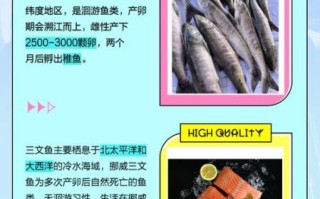 大马哈鱼和三文鱼的区别_大马哈鱼是三文鱼吗