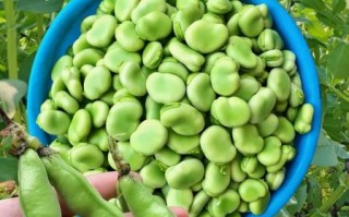 蚕豆品种图片大全_蚕豆品种有哪些