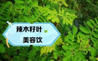 辣木叶的功效与作用_辣木叶怎么吃效果最好