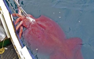 大王酸浆鱿有毒吗_大王酸浆鱿为什么不能吃