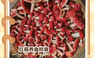 大红菇的功效与作用_孕妇能吃吗