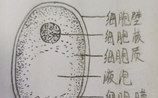 酵母菌结构图怎么看_酵母菌细胞壁成分有哪些