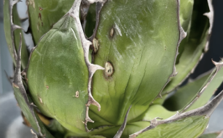 龙舌兰科植物有哪些_龙舌兰科植物怎么养