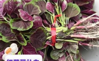 苋菜红是什么东西_苋菜红对人体有害吗