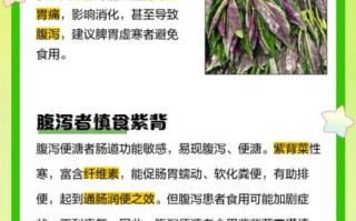 紫背菜不能和什么一起吃_紫背菜相克食物有哪些