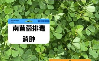 苜蓿菜的功效与作用_苜蓿菜怎么吃最营养