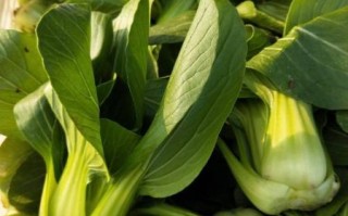 油菜图片高清_油菜高清图片怎么拍