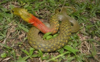 野鸡脖子蛇有毒吗_被咬后怎么处理