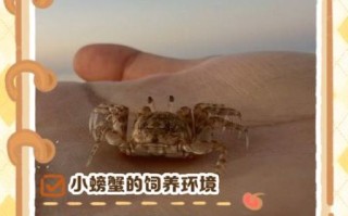 螃蟹怎么养殖_螃蟹养殖需要什么条件