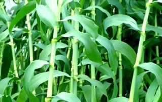 甜高粱牧草一亩地能产多少吨_甜高粱牧草种植技术