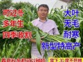 甜高粱种子怎么种_甜高粱种子价格多少钱一斤