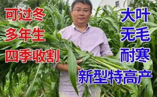 甜高粱种子怎么种_甜高粱种子价格多少钱一斤