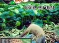 莲藕种植技术_莲藕种植方法视频