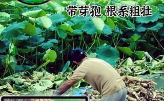 莲藕种植技术_莲藕种植方法视频