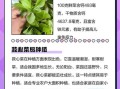 救心菜怎么吃最好_救心菜的做法大全