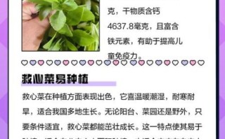 救心菜怎么吃最好_救心菜的做法大全
