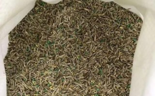 紫花苜蓿草种子怎么选_紫花苜蓿草种子价格多少