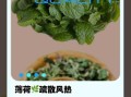 薄荷叶图片功效与作用_薄荷叶泡水喝有什么好处