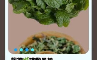 薄荷叶图片功效与作用_薄荷叶泡水喝有什么好处
