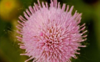 小蓟图片怎么识别_小蓟与刺儿菜区别