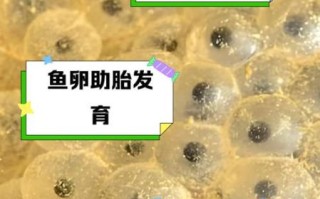 女人为什么不能吃鱼籽_鱼籽对女性健康的影响