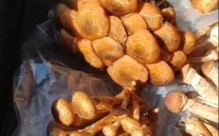 新鲜榛蘑怎么保存_新鲜榛蘑多少钱一斤