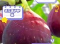 无花果对女人有什么好处_女人吃无花果能丰胸吗