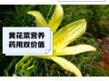 鲜黄花菜中毒多久消失_中毒症状几天能好