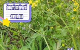 猫爪草的功效与作用_猫爪草图片长什么样