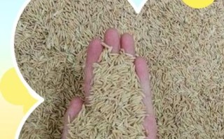 稻谷怎么储存不生虫_稻谷储存最佳温度是多少