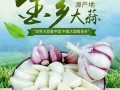 金乡大蒜论坛最新价格_金乡大蒜论坛怎么注册