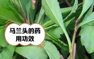 马兰头几月份种植_马兰头种植时间和方法