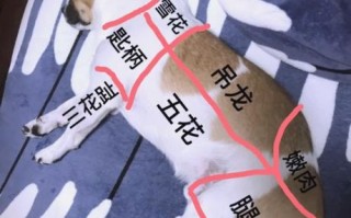 狗肉怎么炖才好吃_狗肉的做法和步骤