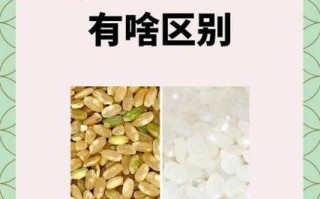 粳米是什么样子_粳米与籼米区别