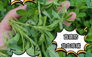 苜蓿的营养价值有哪些_苜蓿的功效与作用怎么吃
