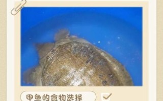 甲鱼苗吃什么食物_甲鱼苗一天喂几次