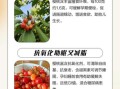 孕妇可以吃樱桃吗_孕妇吃樱桃的好处与禁忌