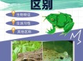 田鸡和牛蛙的区别图片_田鸡是牛蛙吗