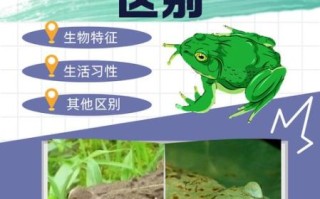 田鸡和牛蛙的区别图片_田鸡是牛蛙吗